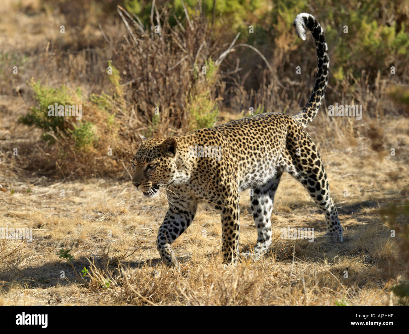 A leopard strides along a track in Samburu Game Reserve, Kenya Stock ...