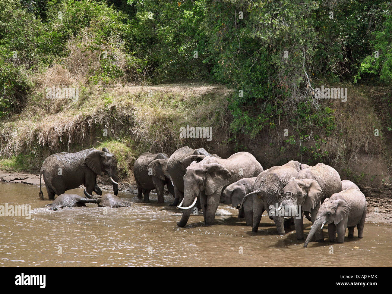 River bathe hi-res stock photography and images - Alamy