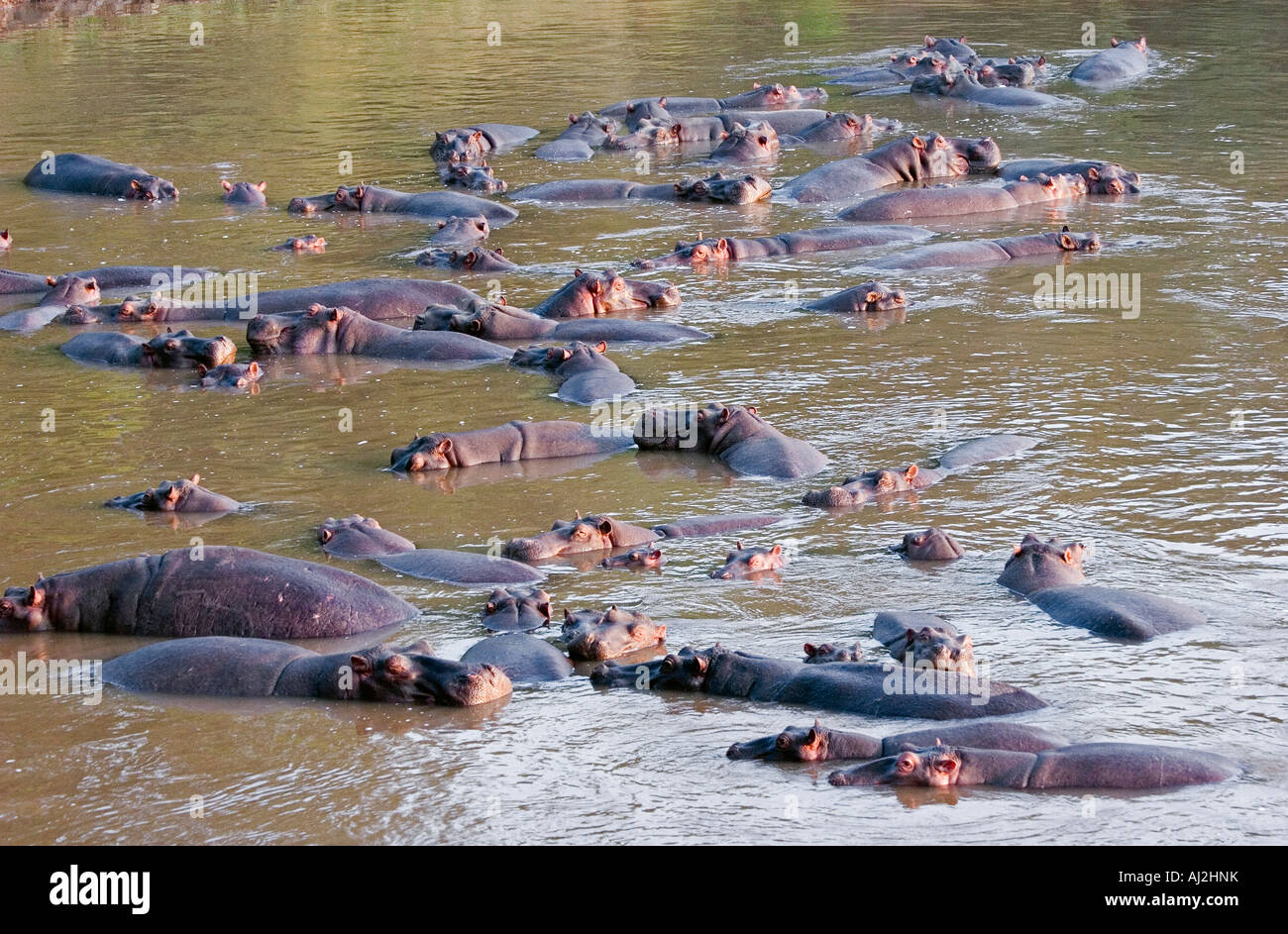 Hippos basking in the Mara River, Kenya Stock Photo - Alamy