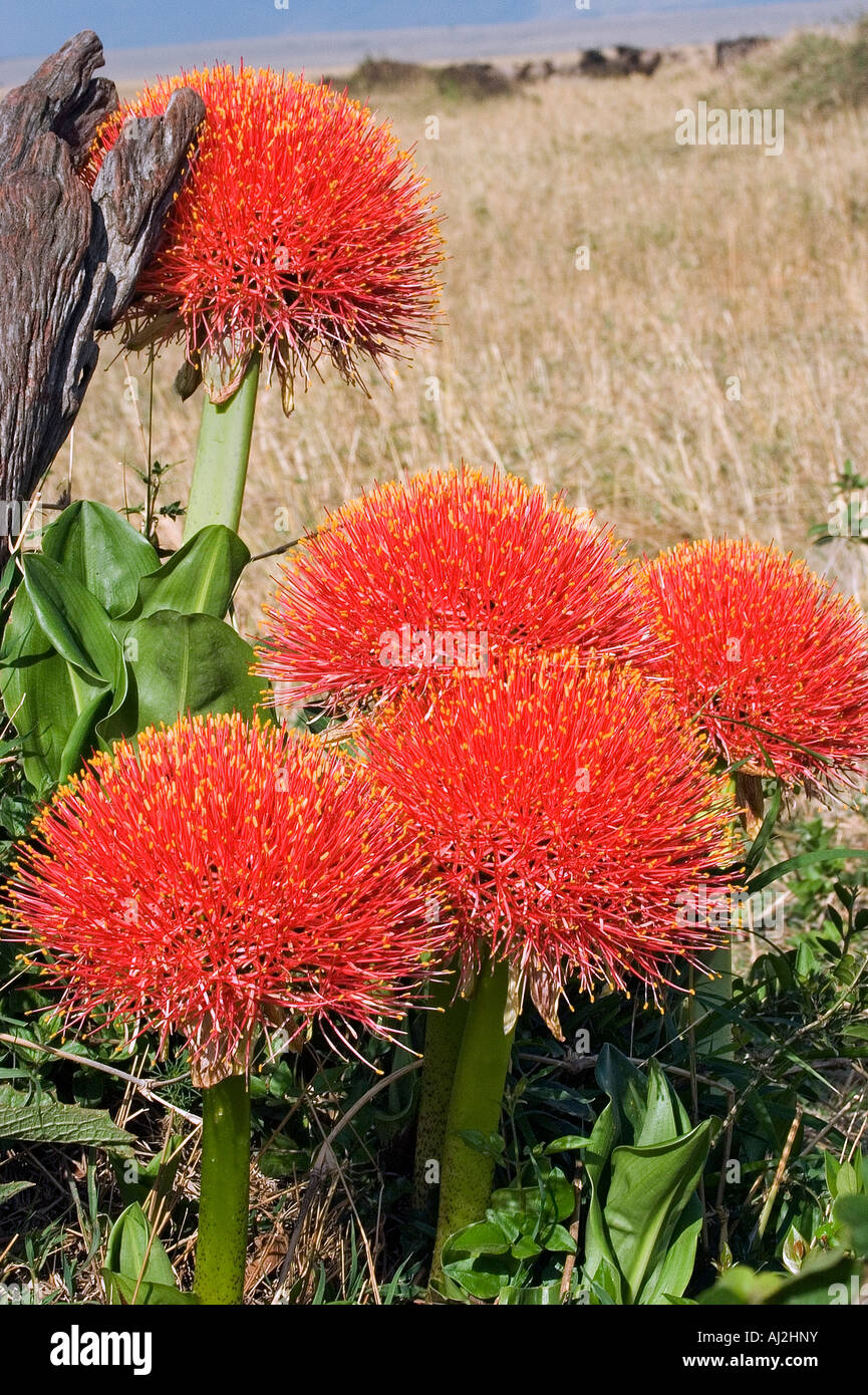 Fireball lilies hi-res stock photography and images - Alamy