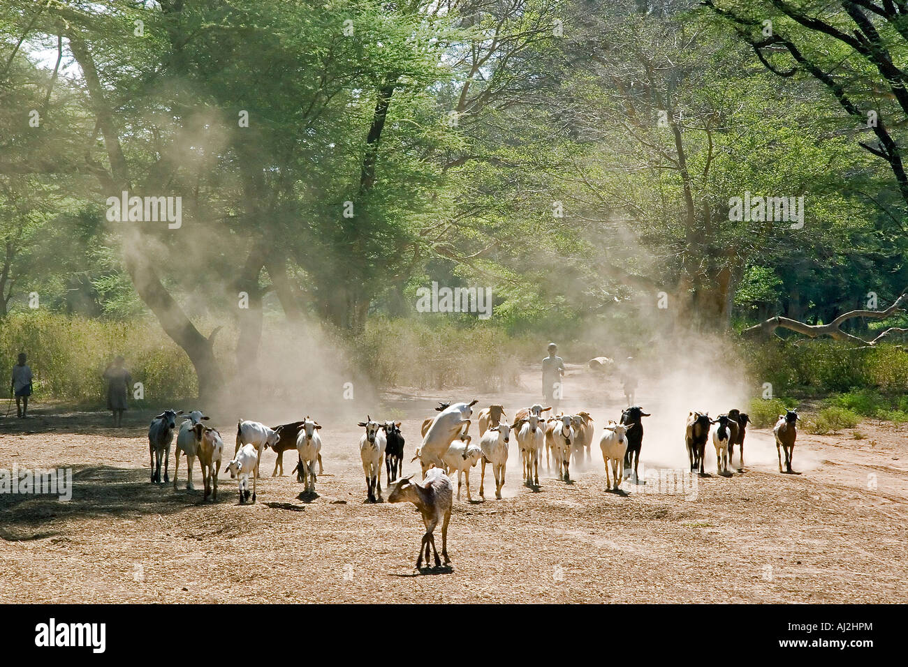 Goats being driven home, Baringo District, Kenya Stock Photo - Alamy