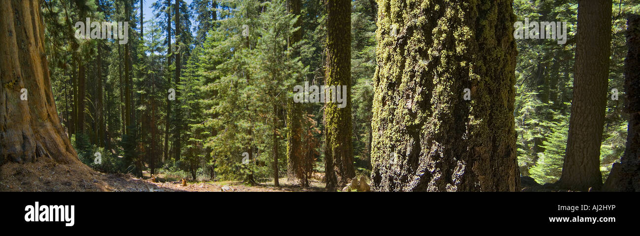 Redwood Sequoia Tree Detail Panoramic, Sequoia National Park Stock ...
