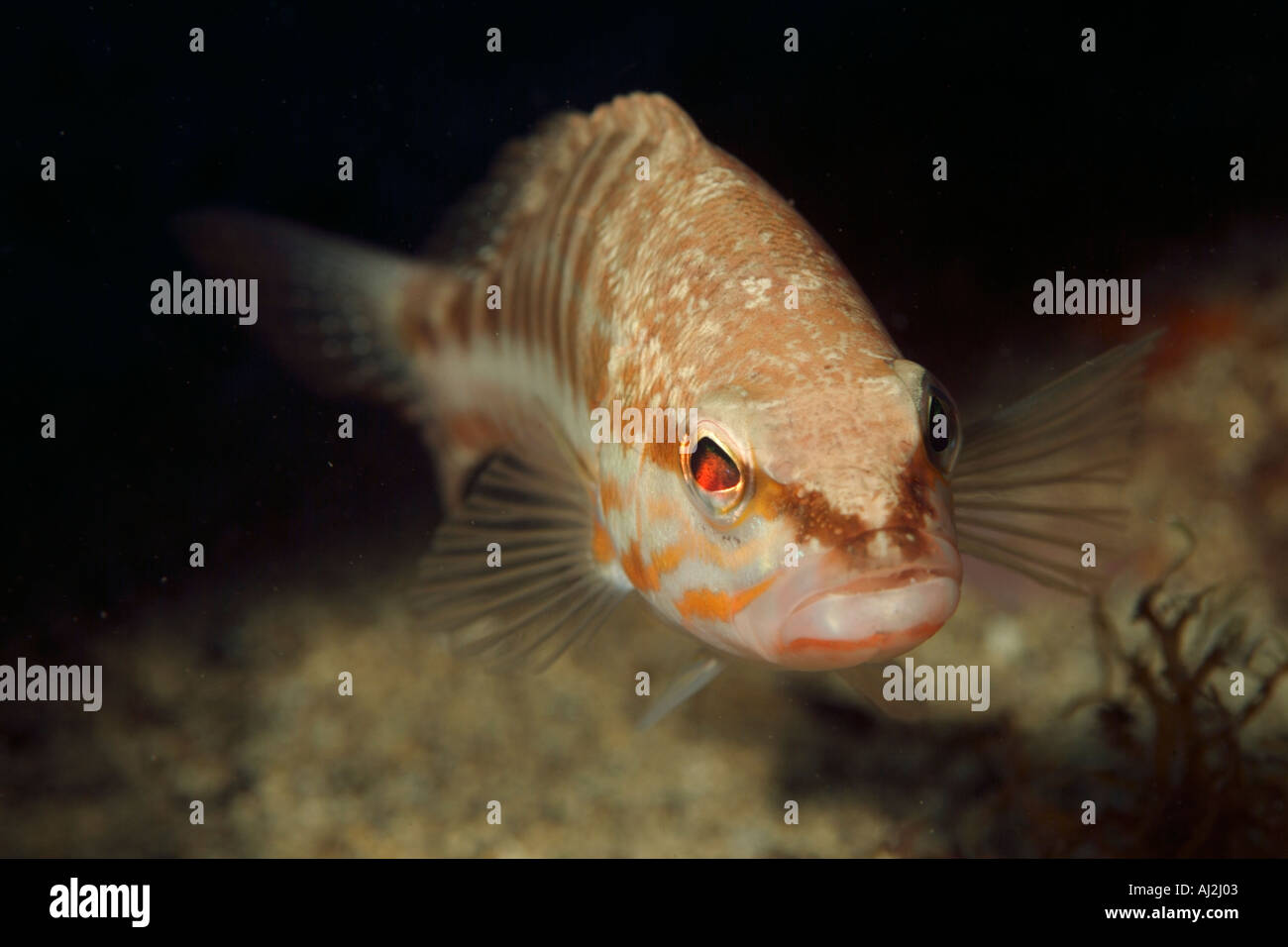 Comber gaper fish hi-res stock photography and images - Alamy