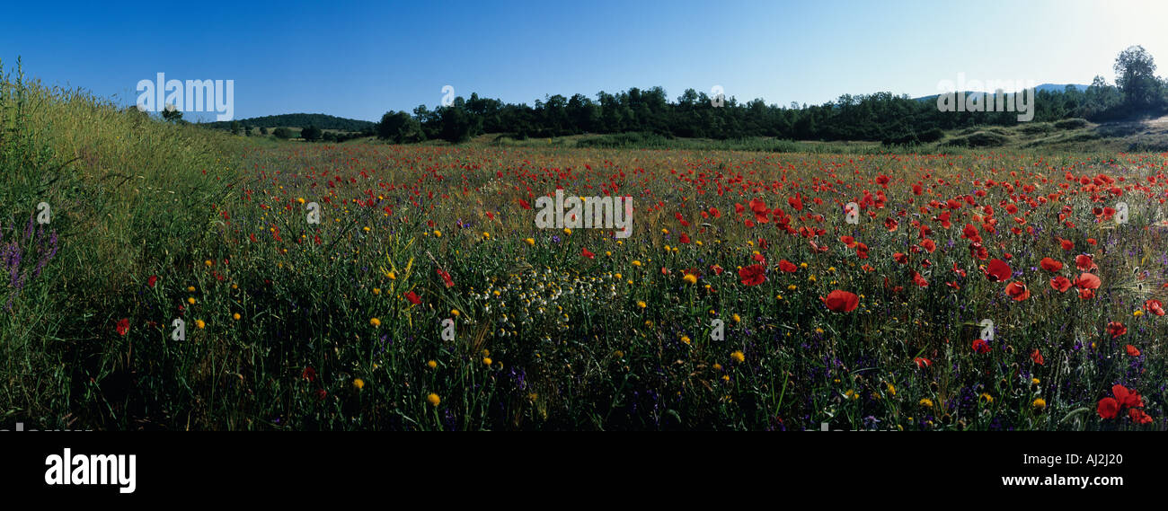 Europe Greece Macedonia Prespa Lakes National Park Morning sun lights ...