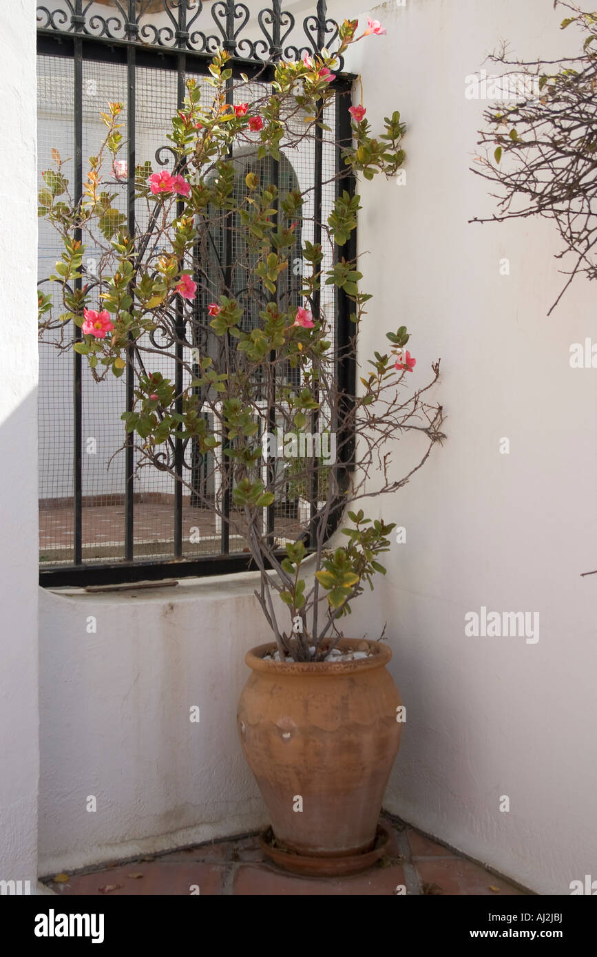 Corner plant pot hi-res stock photography and images - Alamy