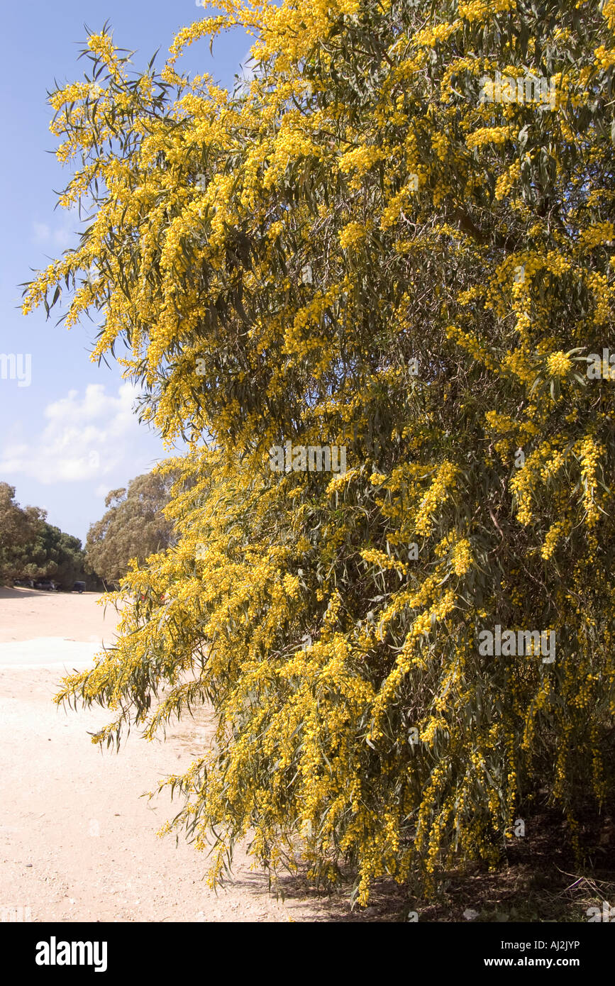 Mimosa bush in full flower Stock Photo - Alamy