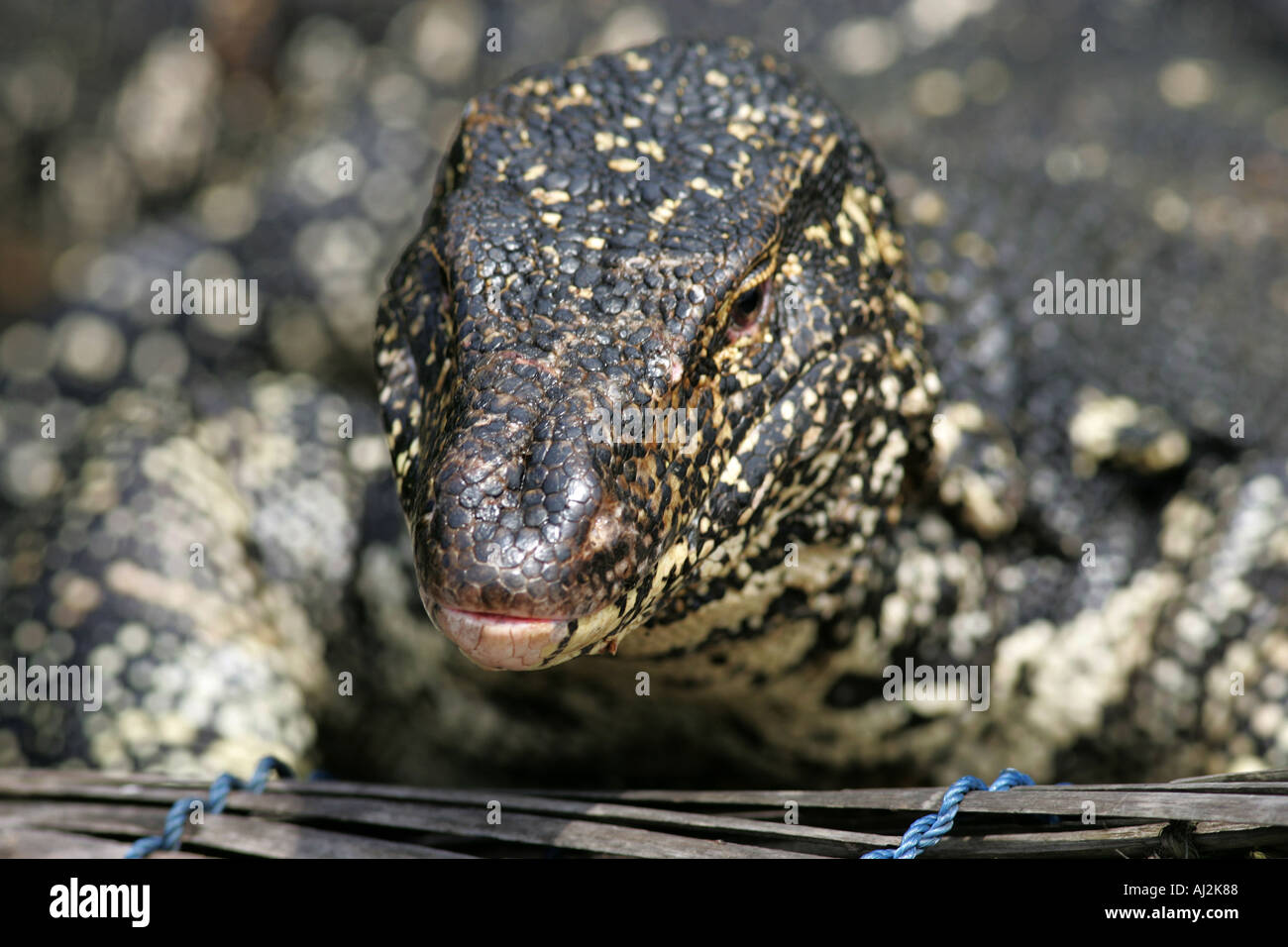 Monitor lizard in the Madu Ganga waters Sri Lanka Stock Photo - Alamy