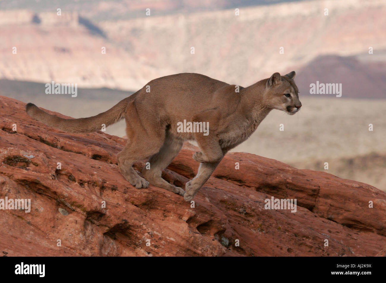 Cougar puma jumping hi-res stock photography and images - Alamy