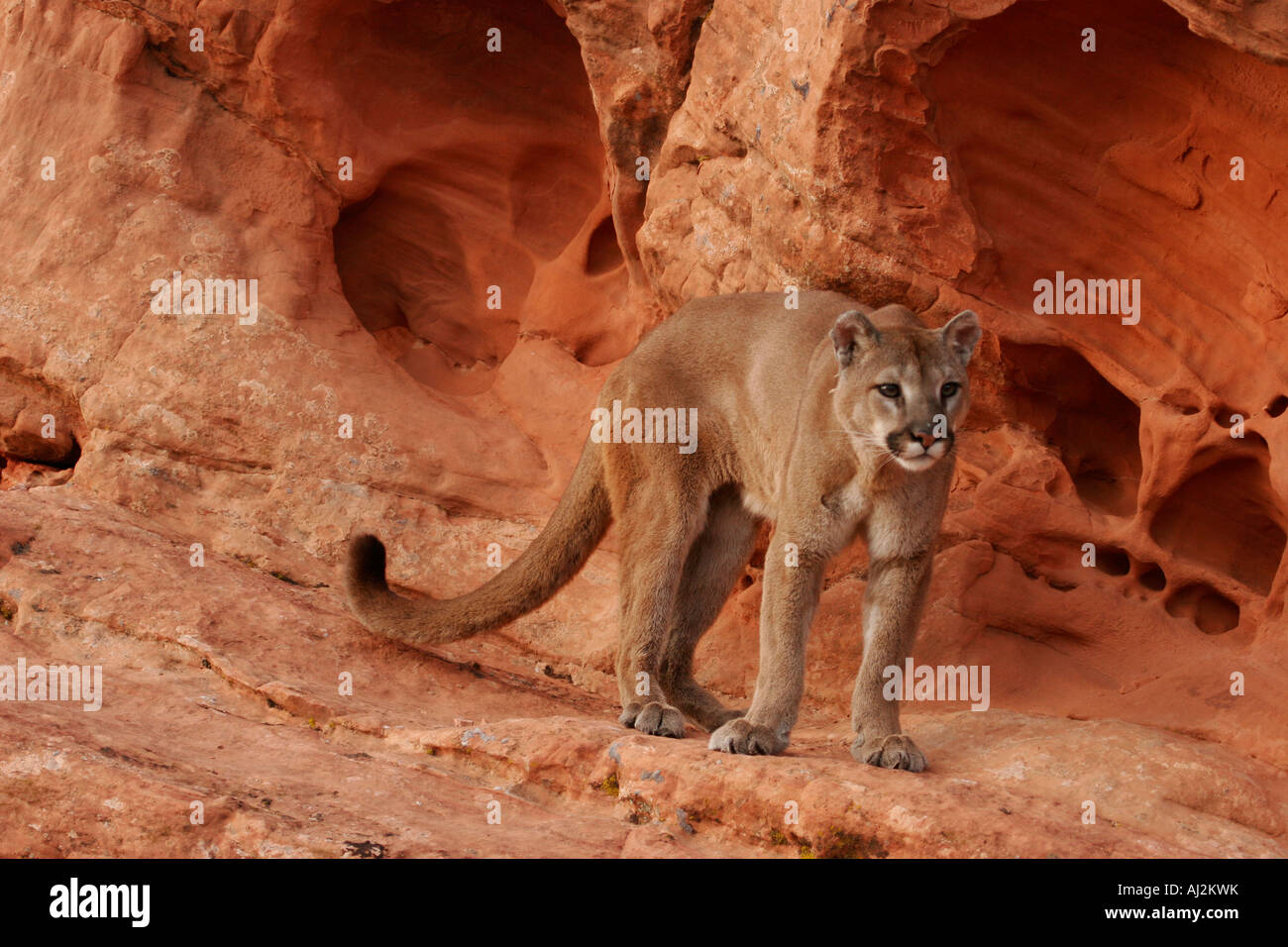 mountain lion in red rocks puma cougar panther Stock Photo - Alamy