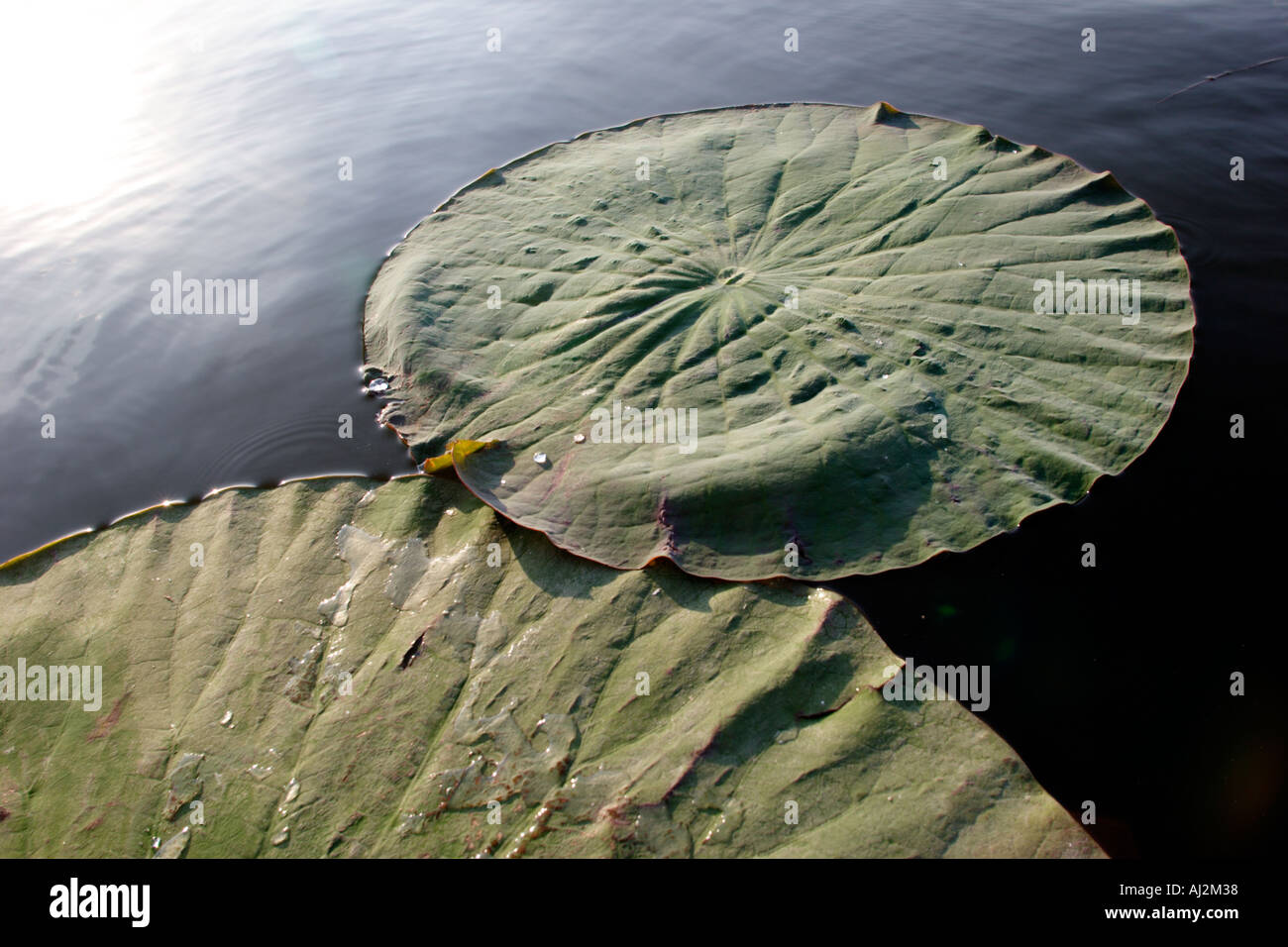 Floating leaf and water drops Lotus leaf Nelumbio speciosum Stock Photo ...