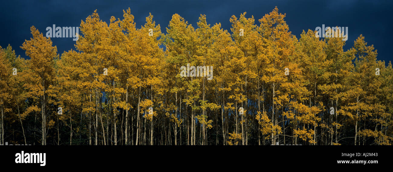 Canada British Columbia Trees in full autumn colors line Alaska Highway ...