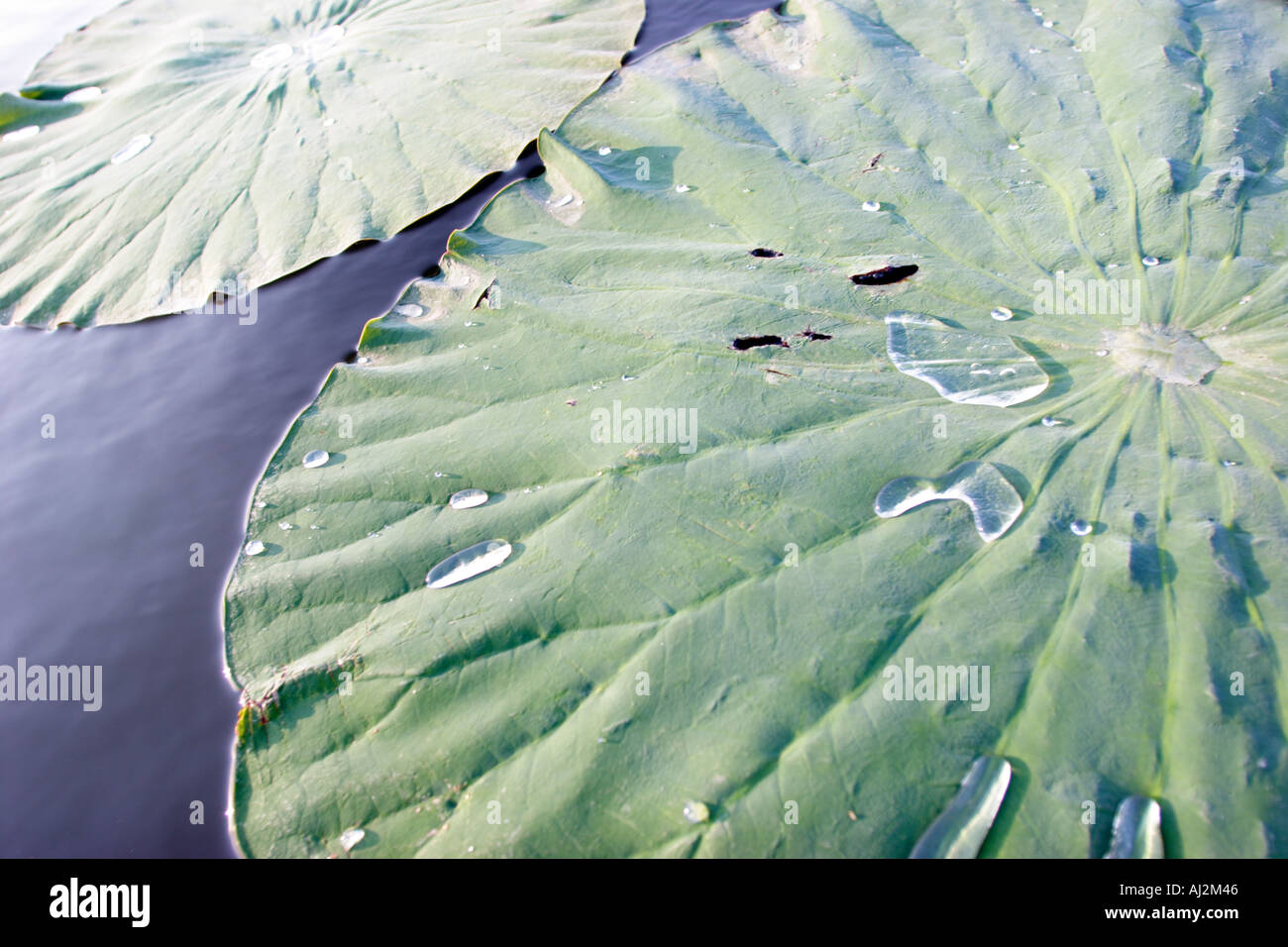 Floating leaf and water drops Lotus leaf Nelumbio speciosum Stock Photo ...