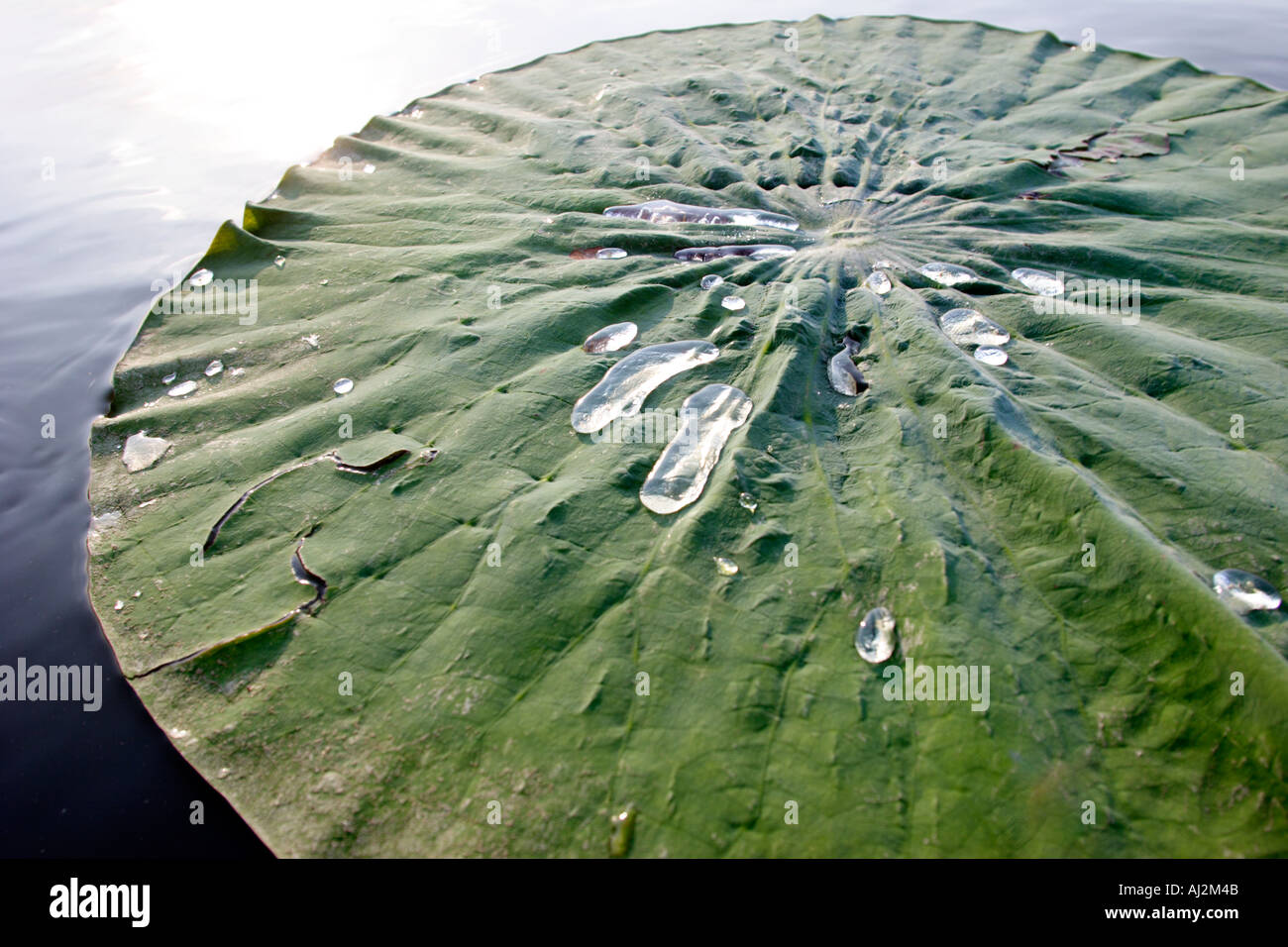 Floating leaf and water drops Lotus leaf Nelumbio speciosum Stock Photo ...