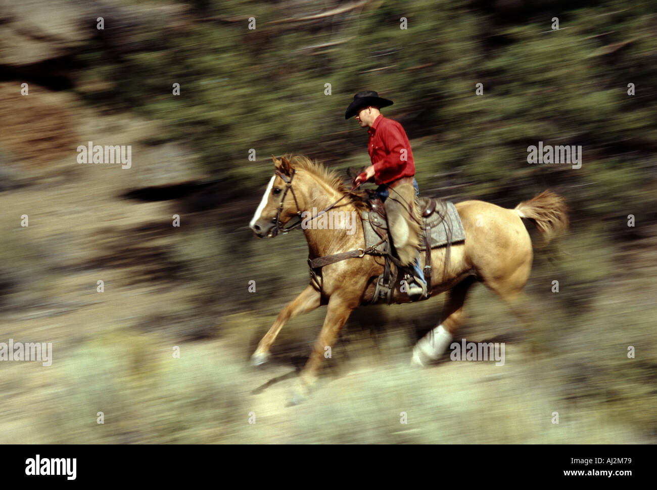 Cowboy on horseback running in the mountains in Oregon Stock Photo - Alamy