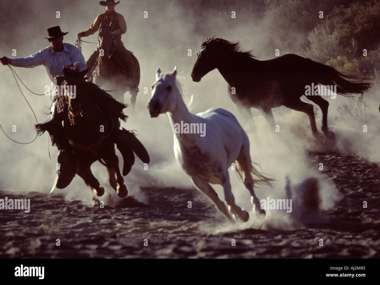 Cowboy and cowgirl running after a white horse and black horse with ...