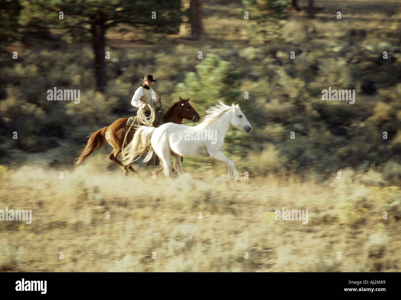 Cowboy riding horse pack horse hi-res stock photography and images - Alamy