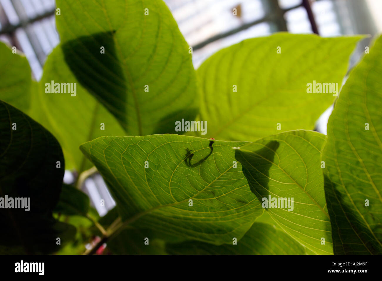 Leaf photographed from the side opposite to the sun to enhance the ...