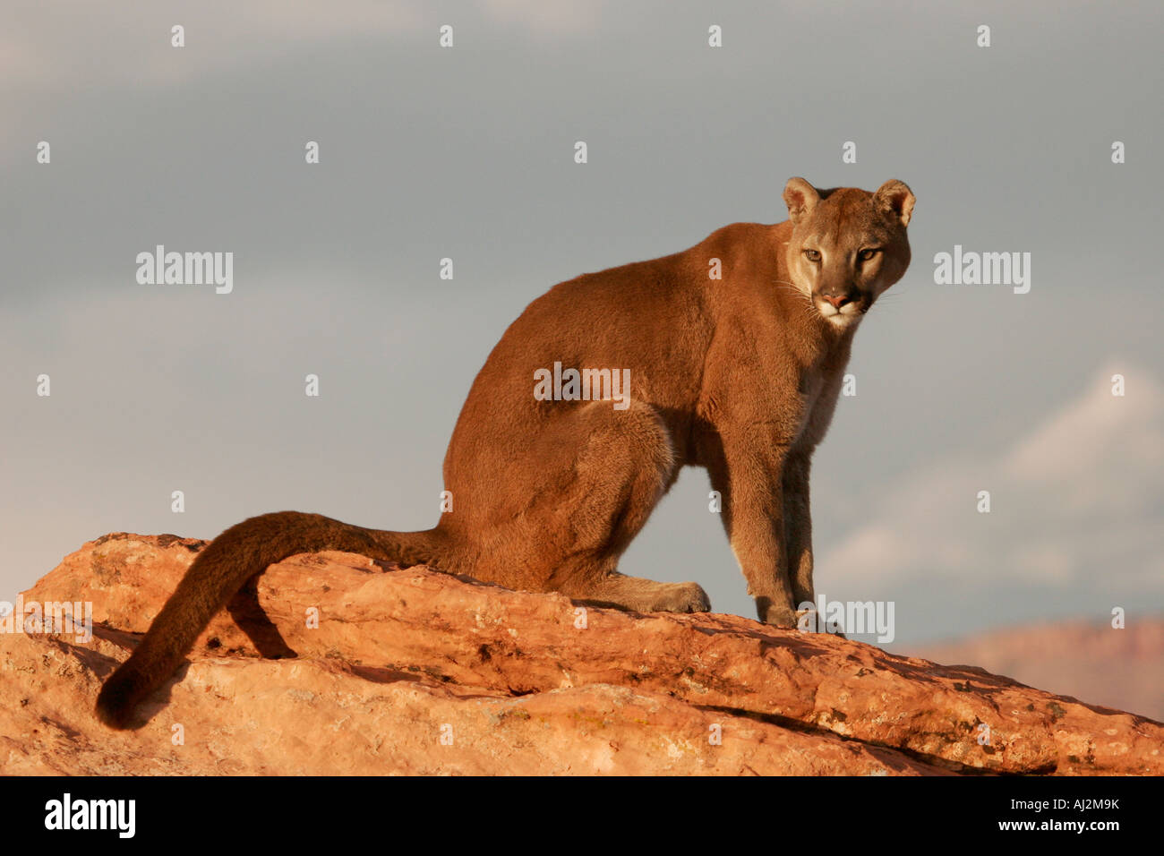 Mountain lion in red rocks hi-res stock photography and images - Alamy