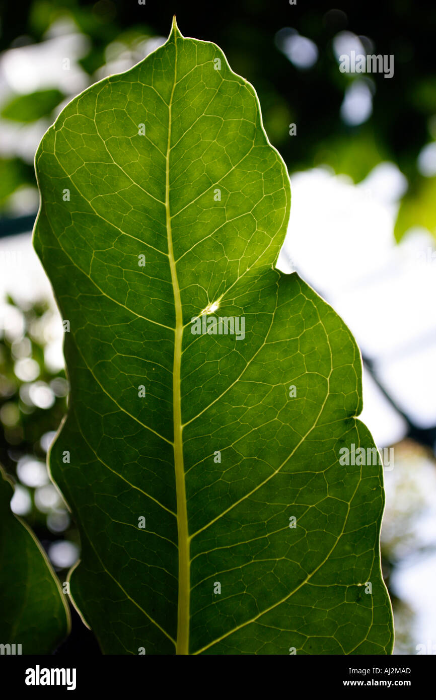 Positive leaf edge hi-res stock photography and images - Alamy