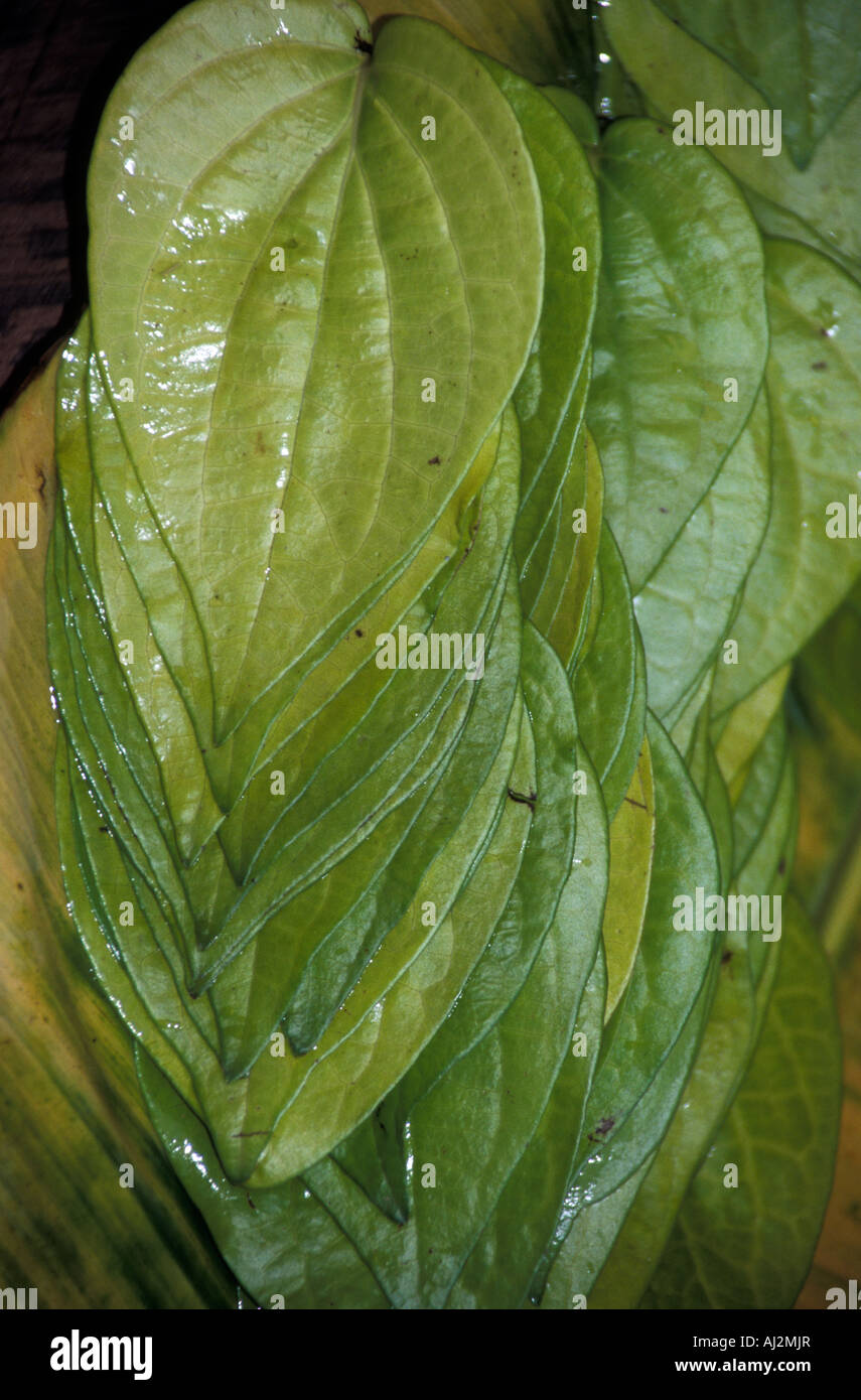 South India Kerela Village Life Village Peepel Tree Leaves Stock Photo ... South India Kerela Village Life Village Peepel Tree Leaves Stock Photo ...