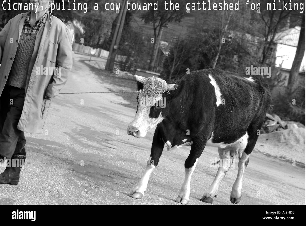 Andy pulling hi-res stock photography and images - Alamy