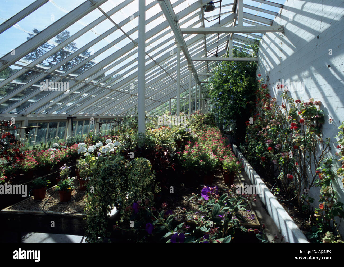 Greenhouse At Drummond Castle And Gardens in Crieff Perthshire Scotland ...