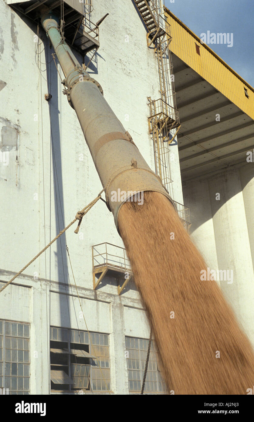 Canada Ontario Grain loading into cargo ship at Wheat Pool Terminal in ...