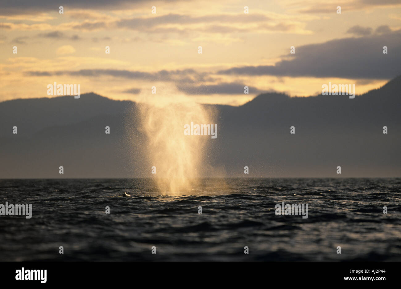 Alaska Tongass National Forest Mist hangs in air from Humpback Whale ...