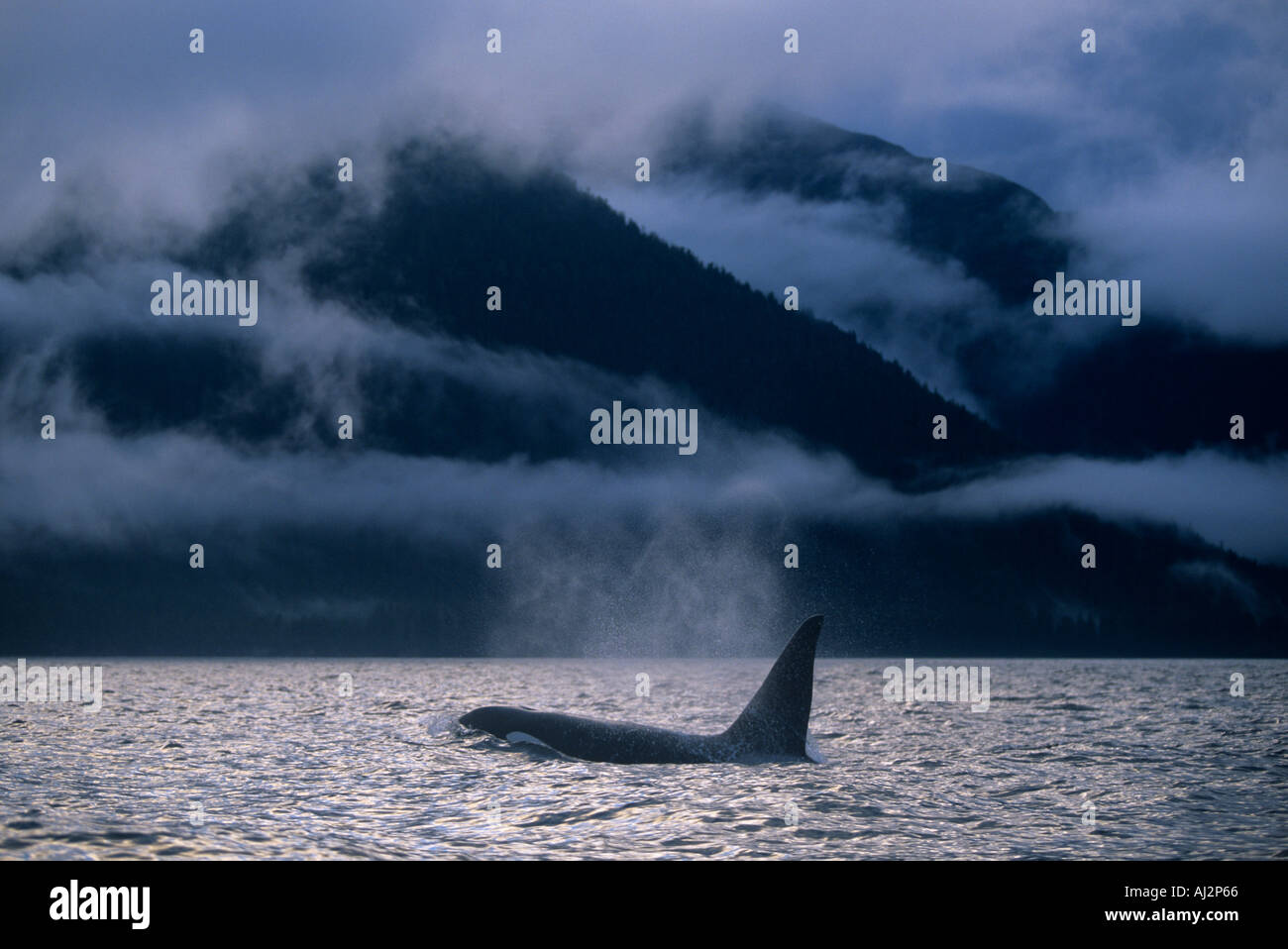 USA Alaska Tongass National Forest Adult Male Orca Whale Orcinus orca ...