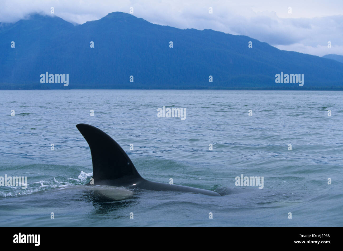 USA Alaska Tongass National Forest Transient Orca Whale Orcinus orca ...