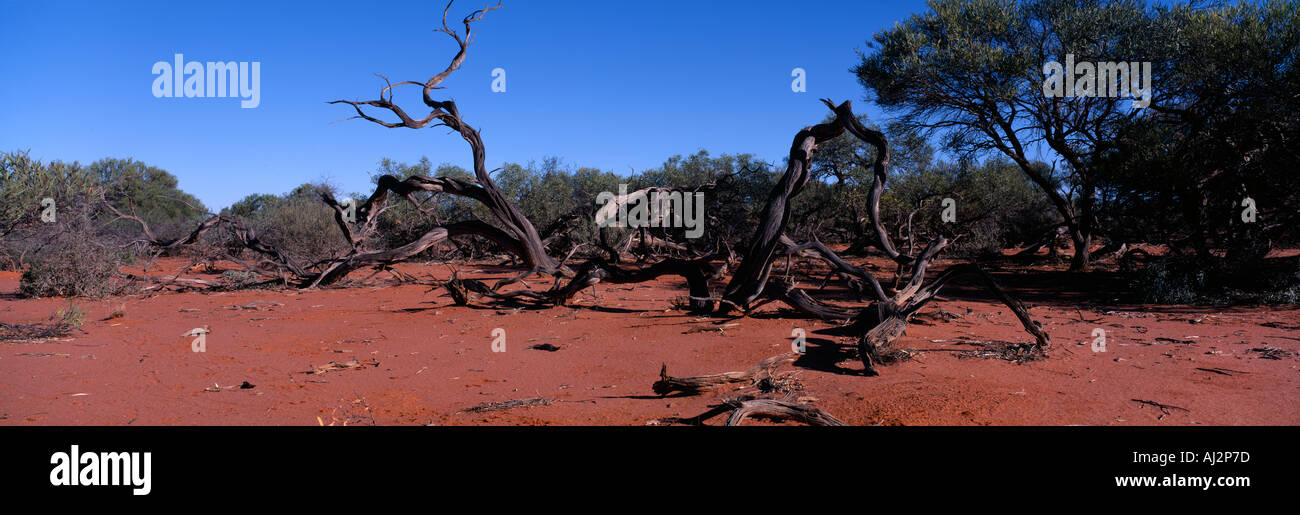 Australia West Australia Gnarled trees in red desert near Overland ...