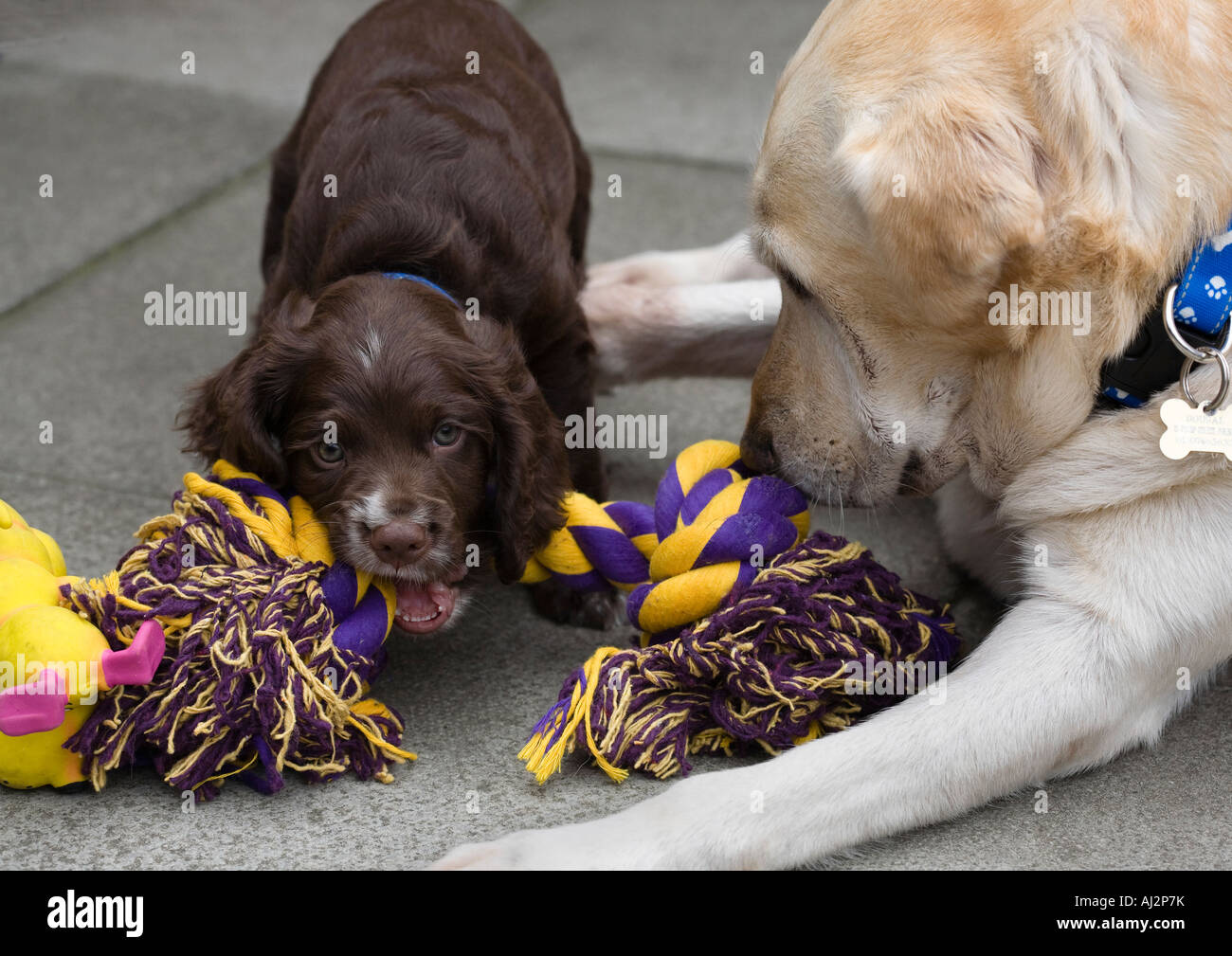 Cocker Spaniel puppy and Labrador playing Stock Photo - Alamy