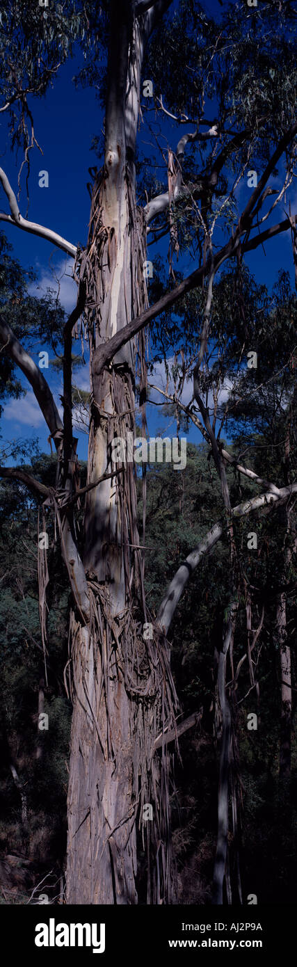 Australia New South Wales Kosciusko National Park Eucalyptus forest ...