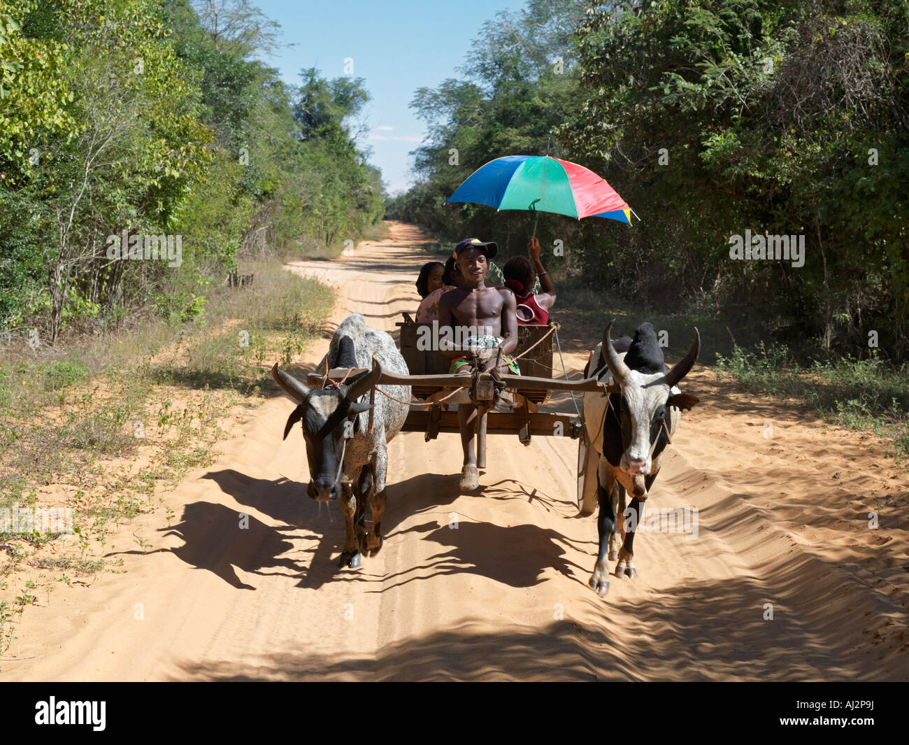Ox drawn cart hi-res stock photography and images - Alamy