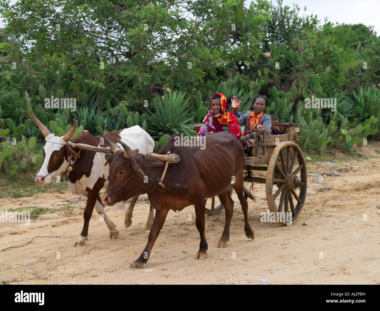 Ox drawn cart hi-res stock photography and images - Alamy