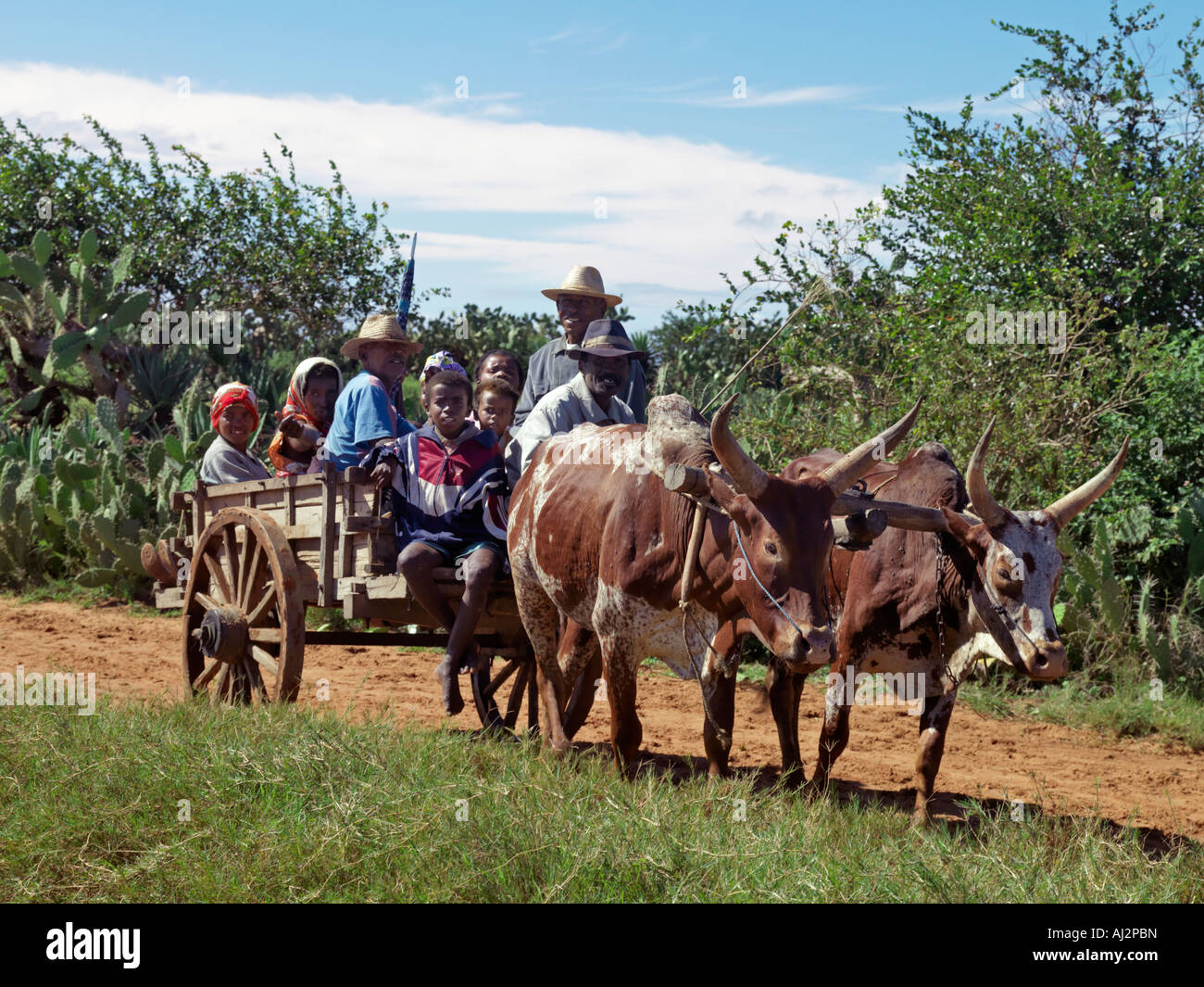 Ox drawn cart hi-res stock photography and images - Alamy