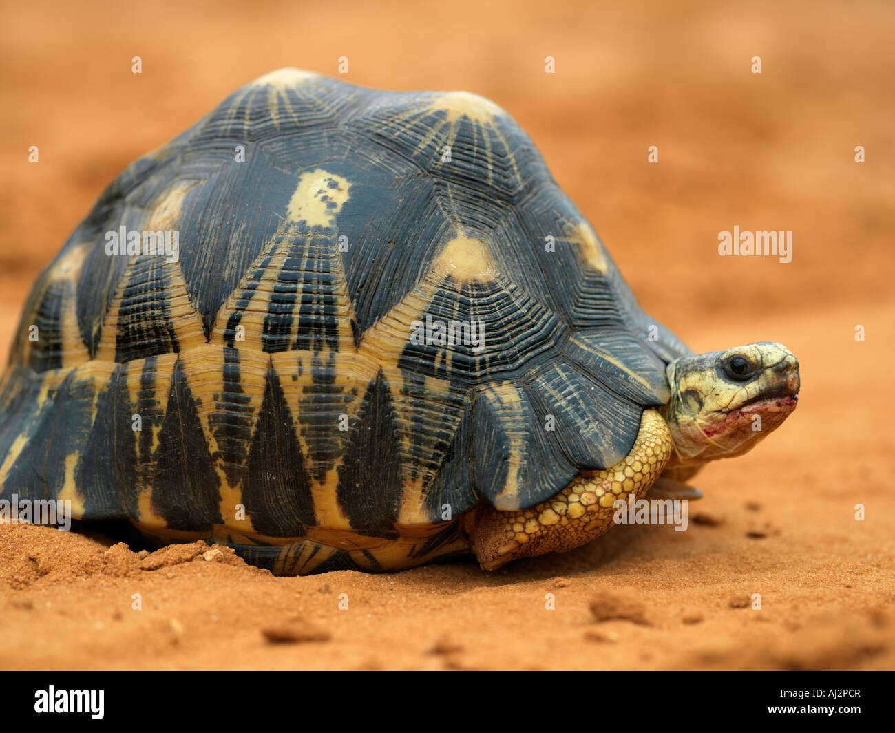 A Madagascar radiated tortoise (Geochelone radiata Stock Photo - Alamy