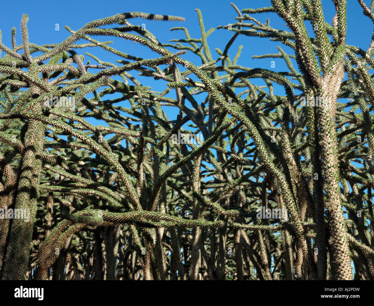 Didiereaceae hi-res stock photography and images - Alamy