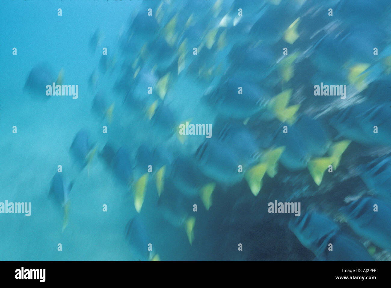 Underwater volcanoes galapagos hi-res stock photography and images - Alamy