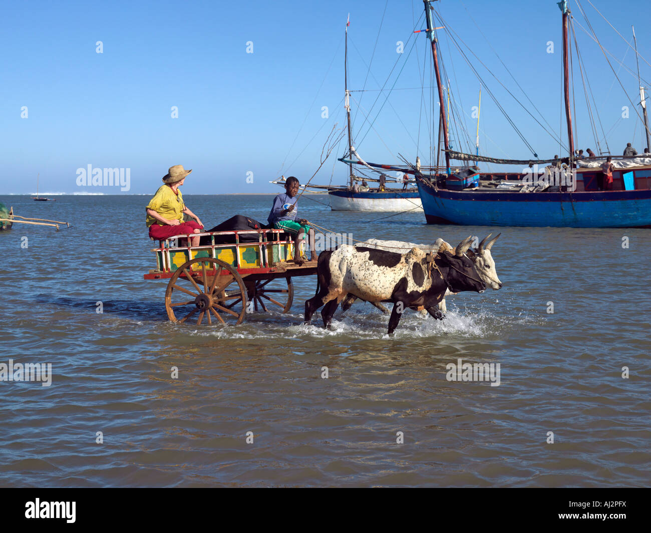 An ox-cart takes a tourist and her baggage from a boat anchored ...