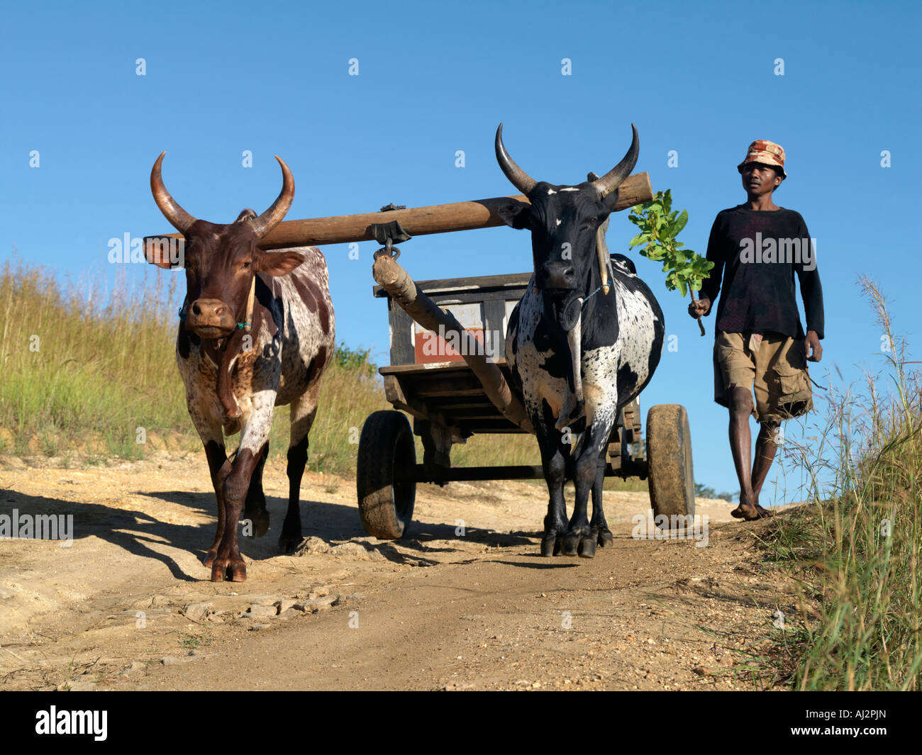 Draught oxen hi-res stock photography and images - Alamy