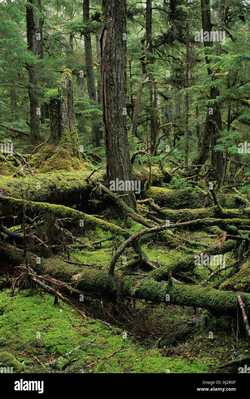 USA Alaska Tongass National Forest Green moss covers floor of old ...