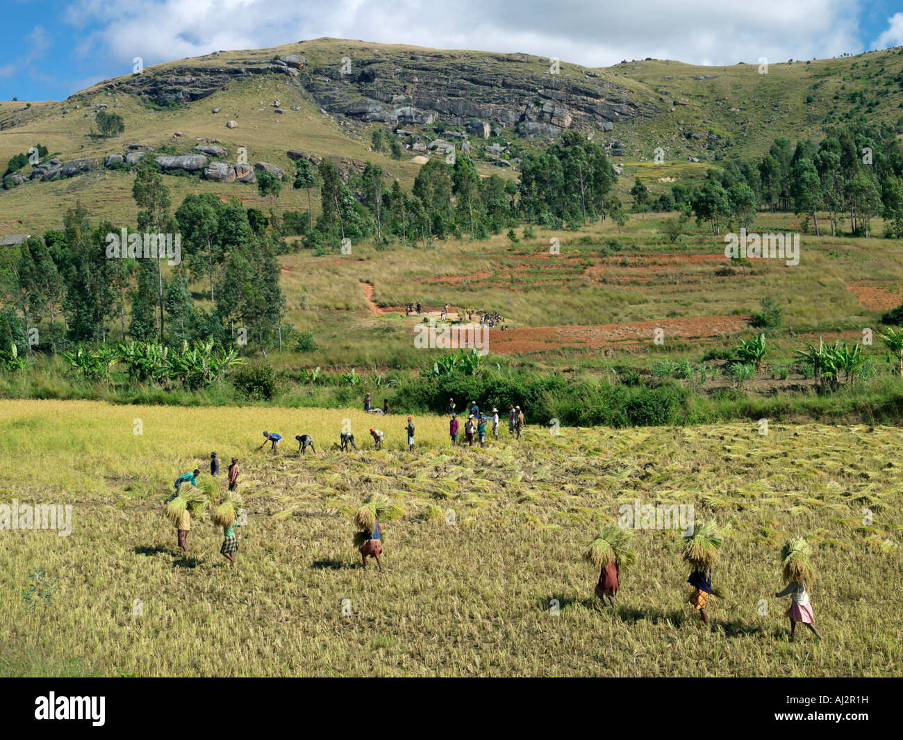 Gathering in the rice harvest near Ambalavao. Men cut the rice while ...