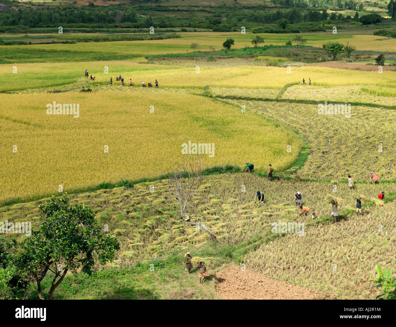 Gathering in the rice harvest near Ambalavao. Men cut the rice while ...