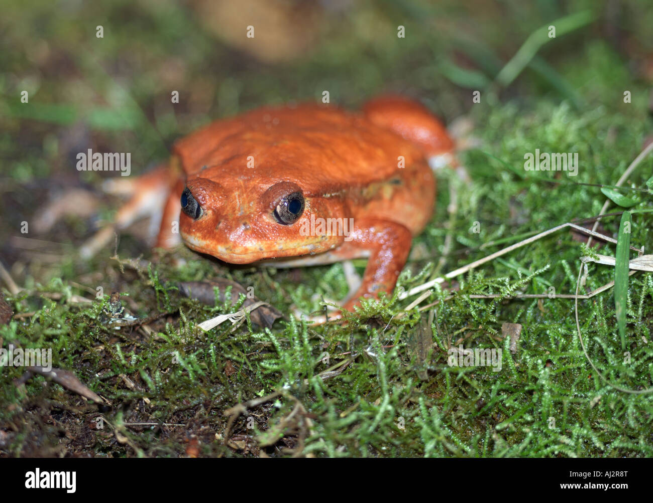 Tomato frog hi-res stock photography and images - Alamy