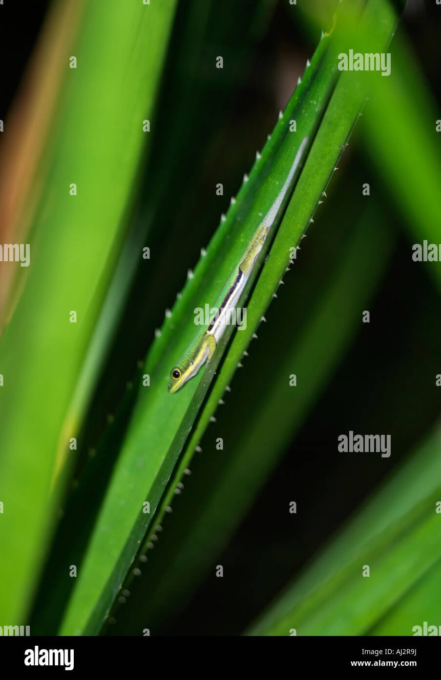 A lizard on a Pandanus palm is well camouflaged to its surroundings ...