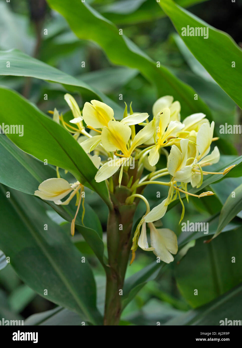 Wild ginger plant and flower, Andasibe National Park, Madagascar Stock ...