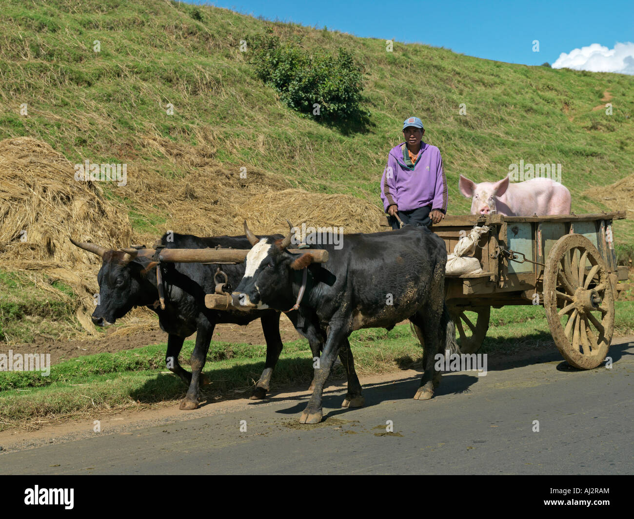 A farmer takes his prized sow by ox-cart to be serviced by a boar at a ...