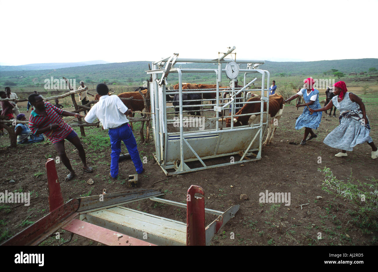 Weighing Cows High Resolution Stock Photography and Images - Alamy