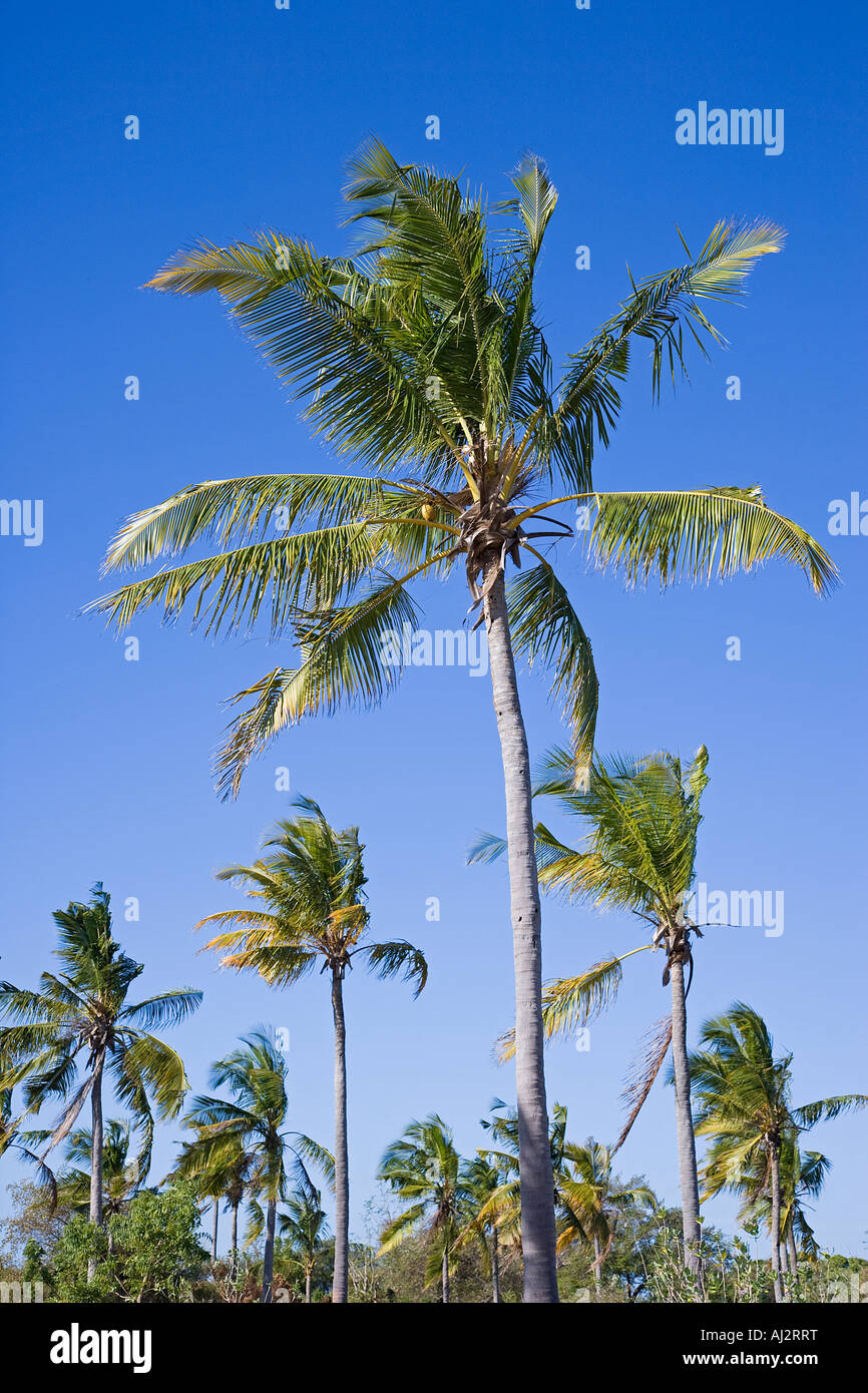Palm trees on Ibo Island, part of the Quirimbas Archipelago, Mozambique ...